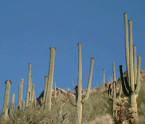 Sabino Canyon: Saguaro